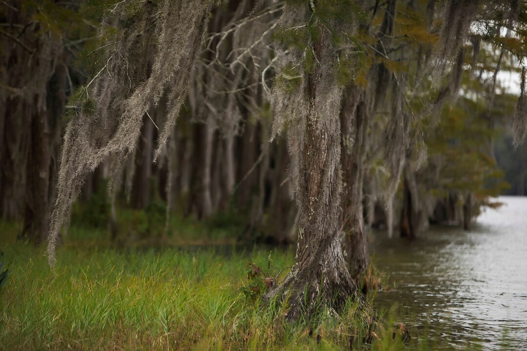Set of 4 Swamp/beach Trees With Water Digital Background/digital ...
