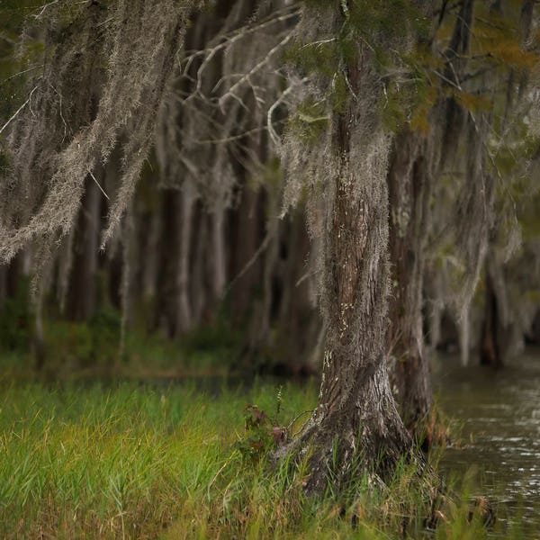 Swamp Backdrop - Etsy