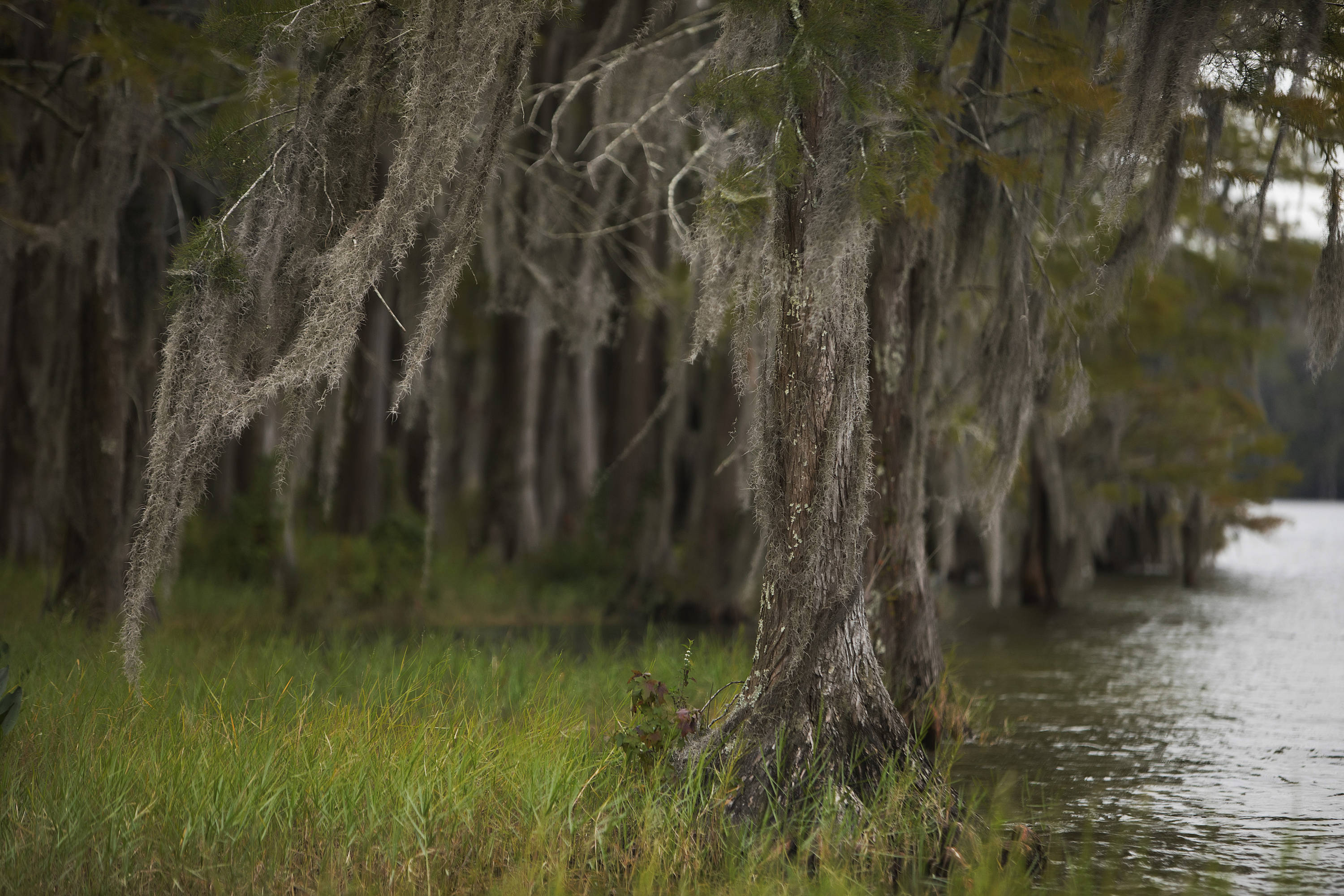 Set of 4 Swamp/beach Trees With Water Digital Background/digital ...