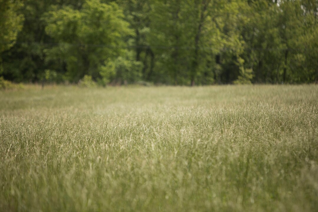 Set of 2 Open Field With Tall Wind-blown Grass With Light Leak - Etsy
