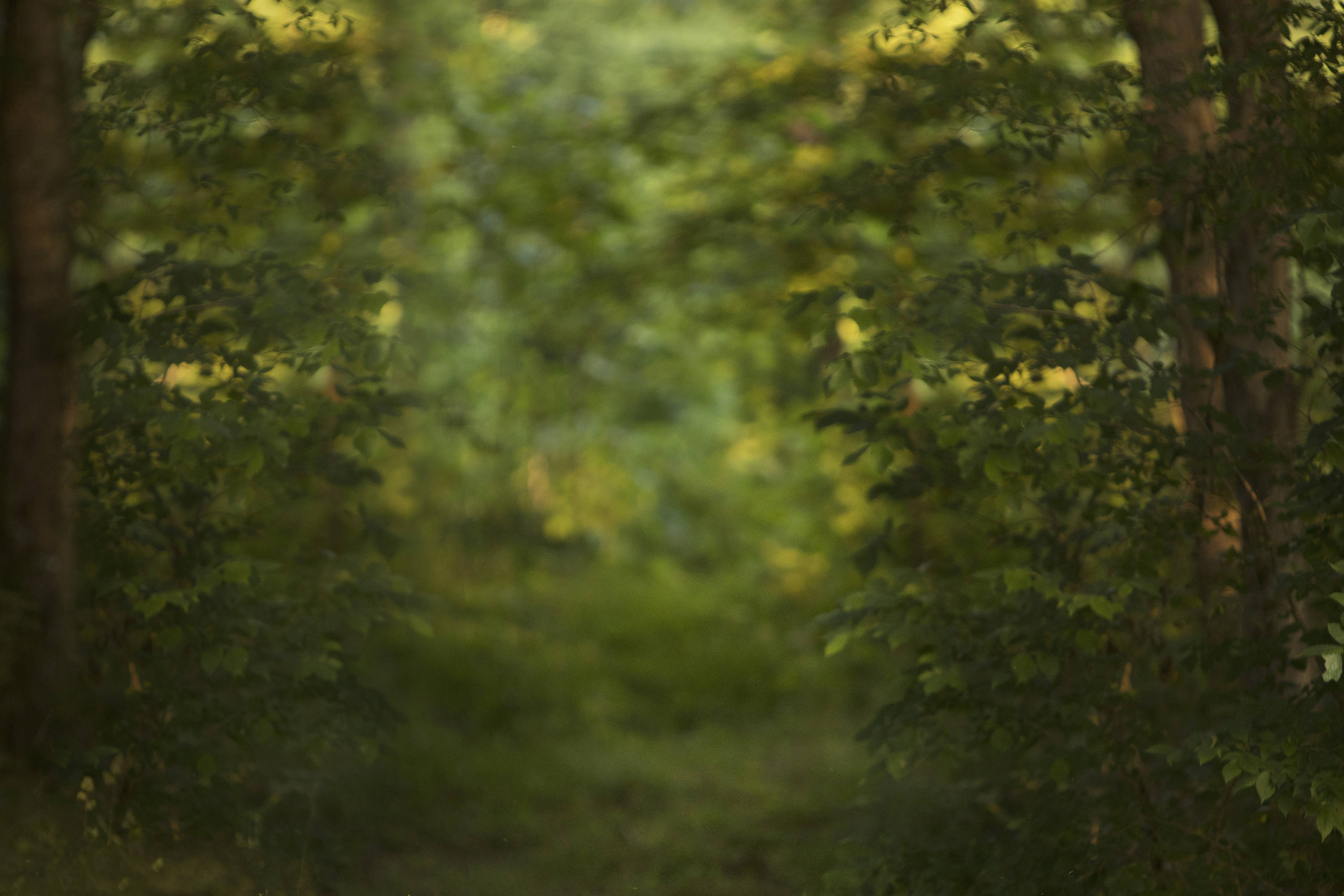 Whimsical Fairy Forrest Digital Background/digital Backdrop / Overlay ...