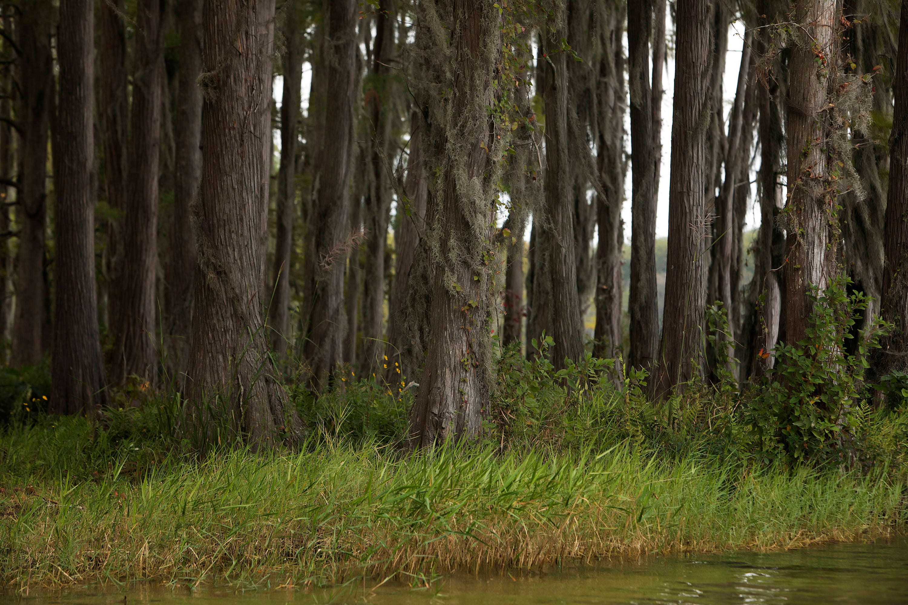 Set of 4 Swamp/beach Trees With Water Digital Background/digital ...