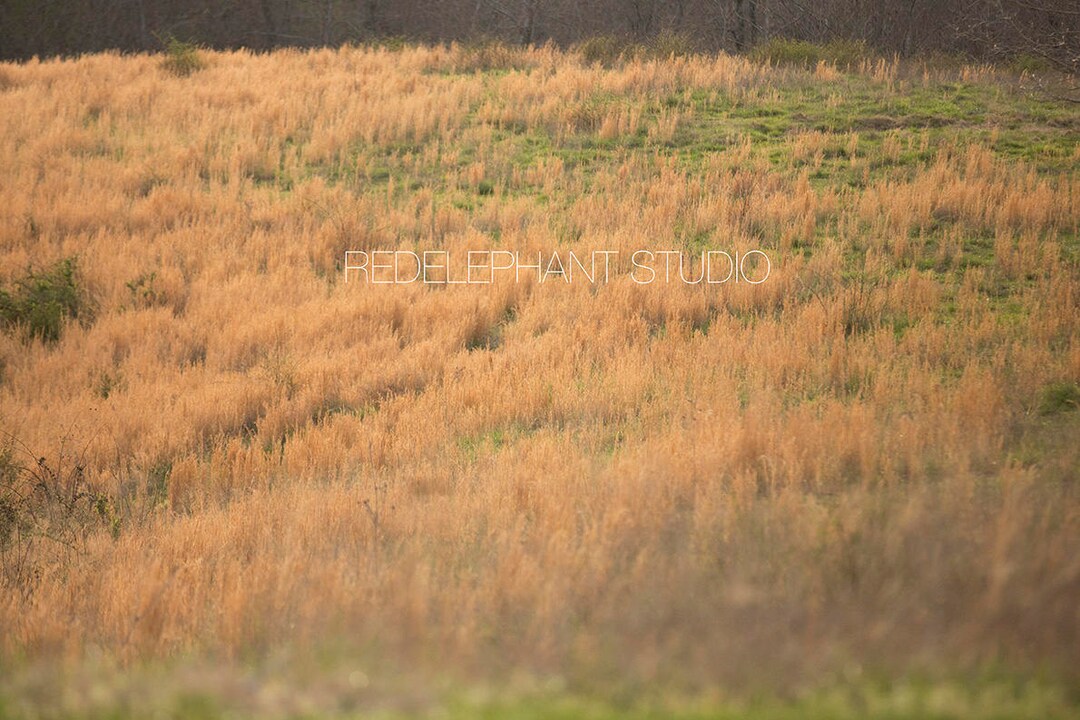 Set of 2 Tall Grassy Field Digital Background/digital Backdrop ...