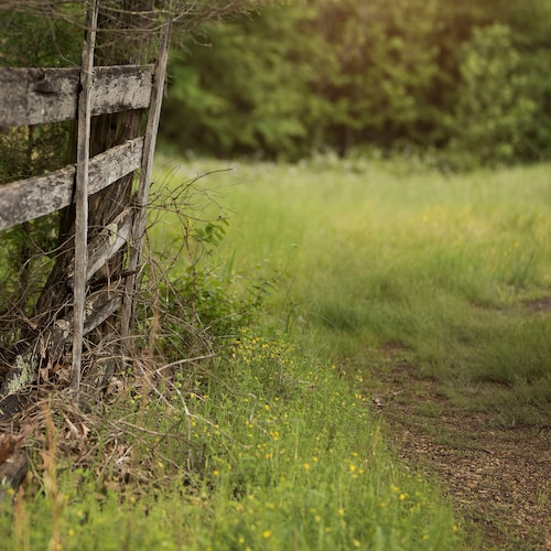 Tall Grass Path Digital Backdrop High Grass With Golden Light - Etsy