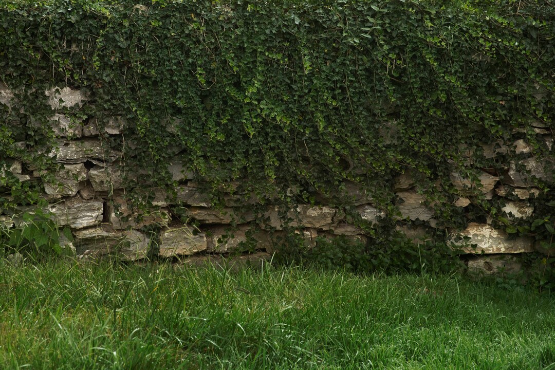 Ivy Wall With Stone Digital Backdrop and Digital Background - Etsy
