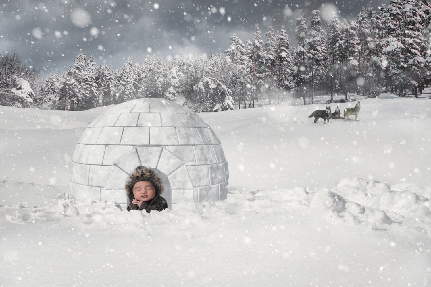 Igloo in the Snow With Wolfpack/falling Snow Winter Digital Background ...