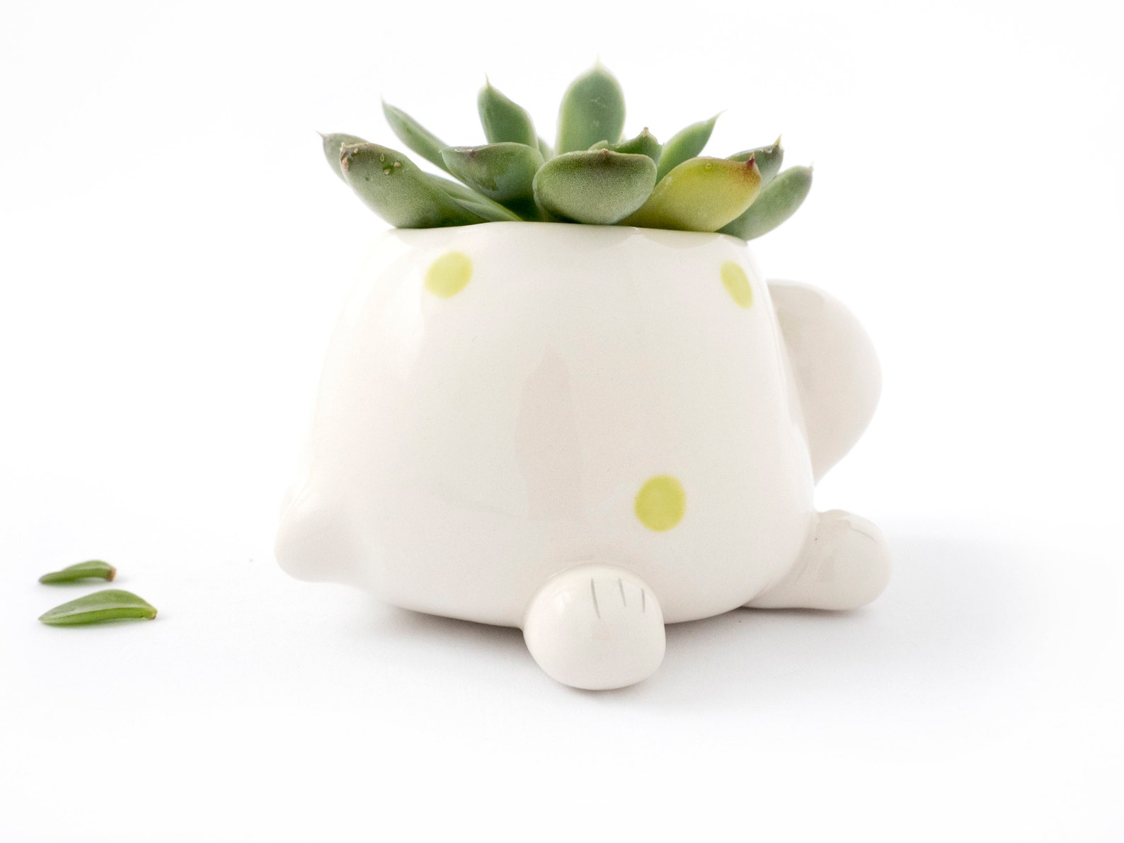 Sea Turtle Planter Pot for Succulent or Cactus. Unique Ceramic | Etsy