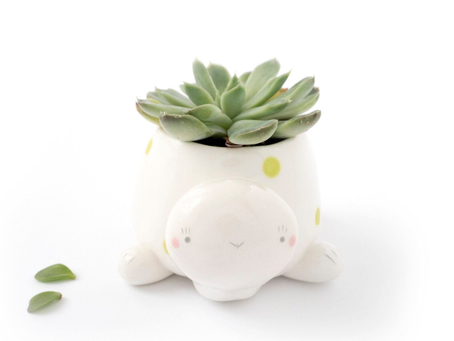 Sea Turtle Planter Pot for Succulent or Cactus. Unique Ceramic | Etsy