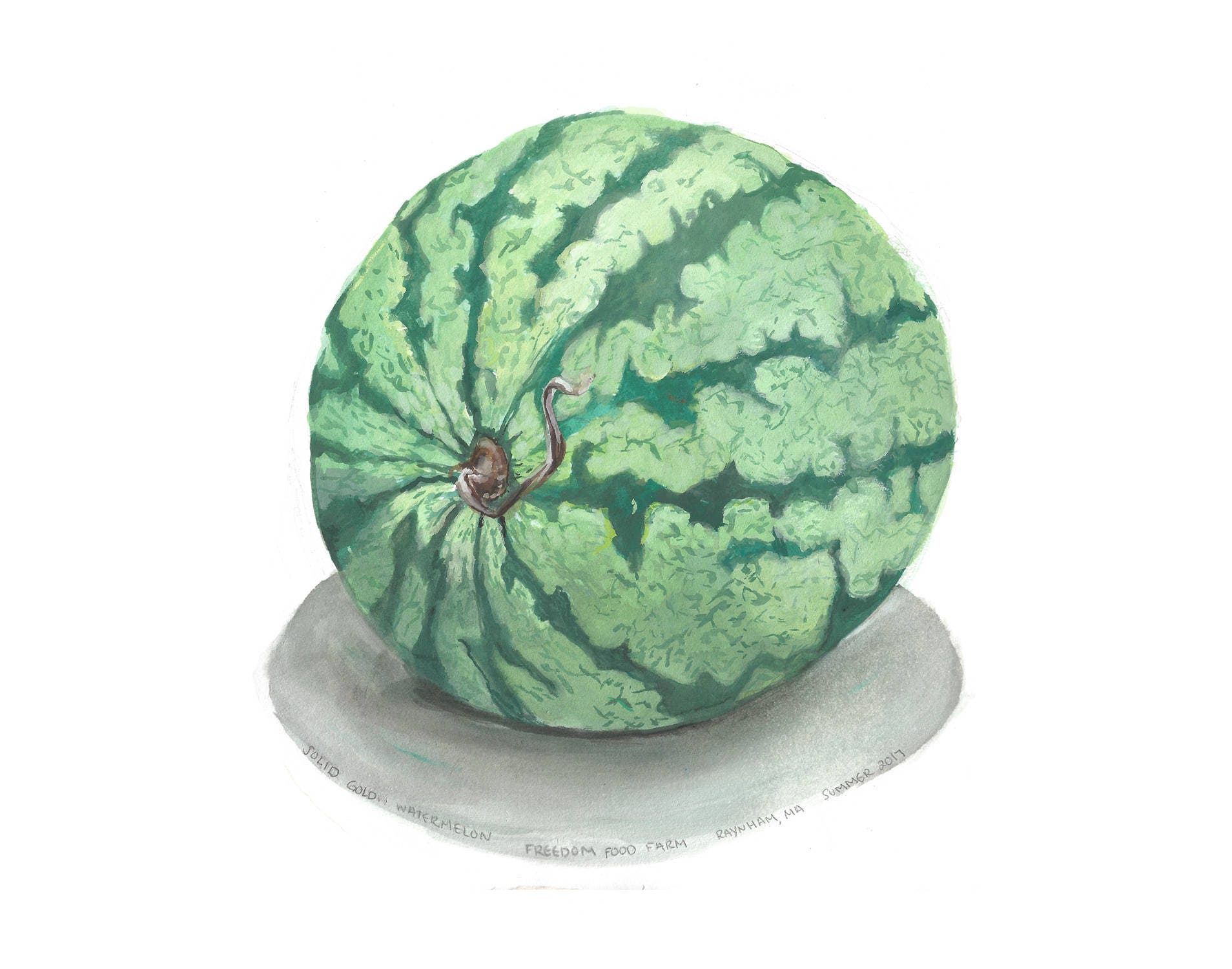 Solid Gold Watermelon Giclée Print. Fresh Produce. Food Art. - Etsy UK