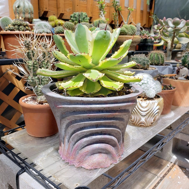 Marbled Concrete Planter Large Waves Gold and Black Marbling - Etsy