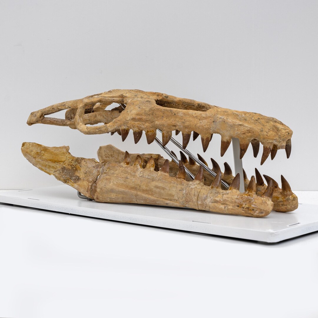 Fossilized Skull of Prehistoric Marine Reptile the Mosasaur, 70million ...