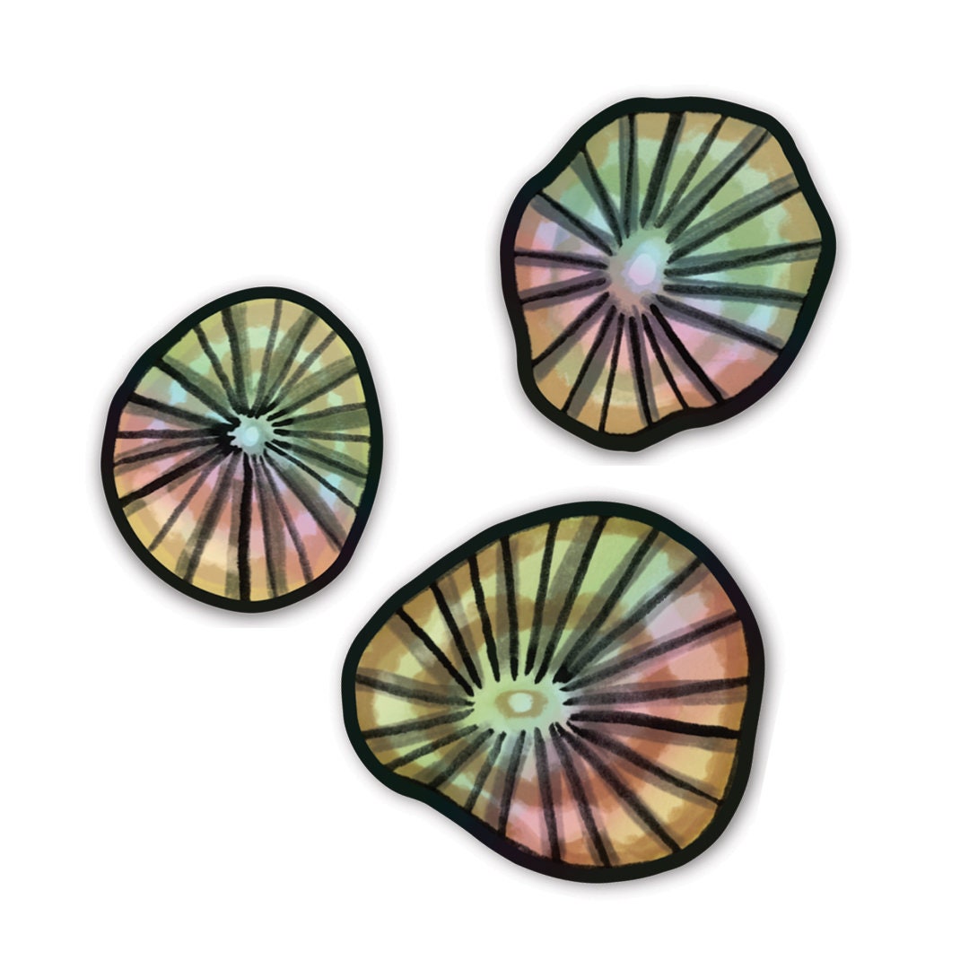 Opihi Stickers / Pack of 3 - Etsy
