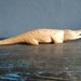 Wooden Alligator Figurine - Etsy
