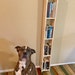 57 Tall Narrow Bookshelf, Assembled Wooden Farmhouse/cottage/modern ...