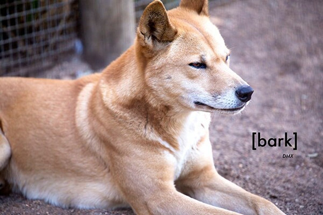 Bark - Dmx, Rap Photography, Lyrics, Large Wall Art Print, Crow Print ...