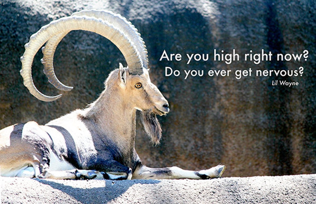 Do You Ever Get Nervous - Lil Wayne, Weezy, Rap Photography, Lyrics ...