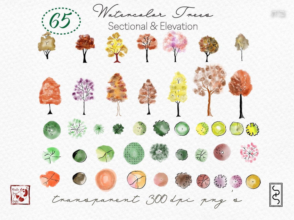 Watercolor Sectional and Elevation Trees, Transparent Watercolor Trees ...