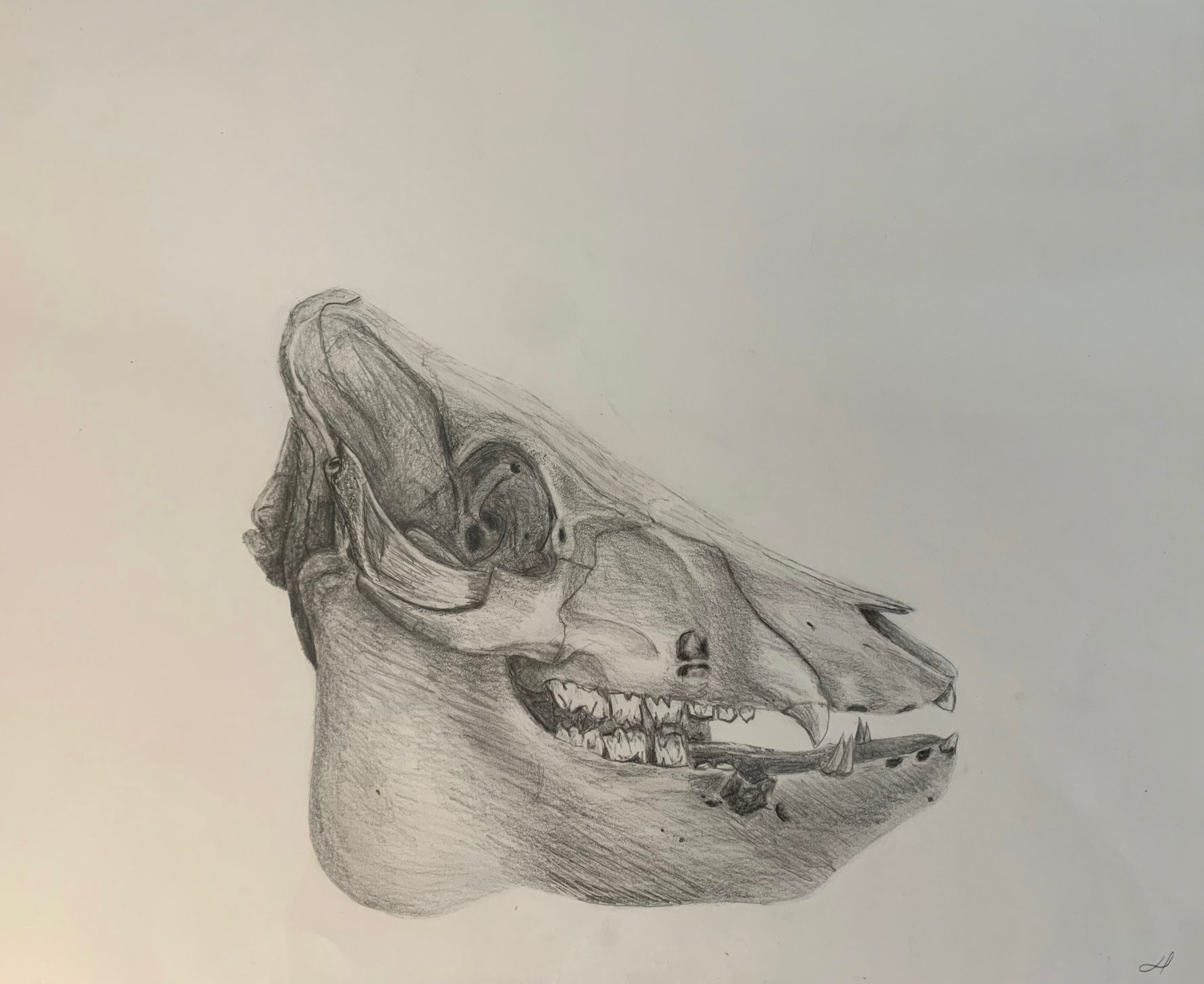 Boar Skull Drawing