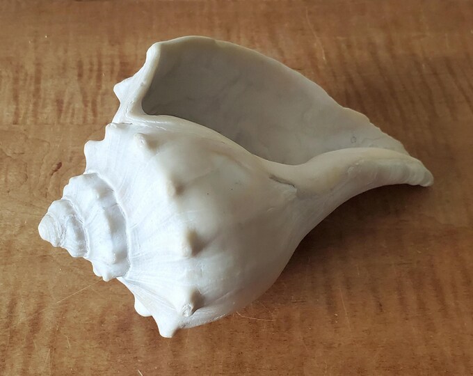 Blowing Milk Conch Shell 7" Natural Shell - Etsy
