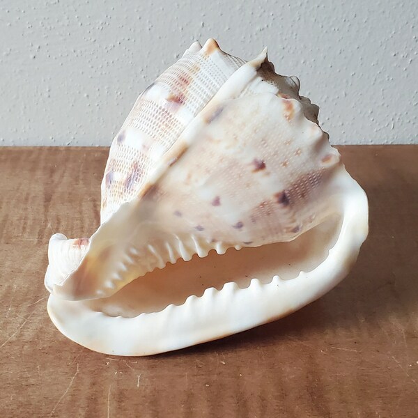 Pink Conch Shell - Etsy