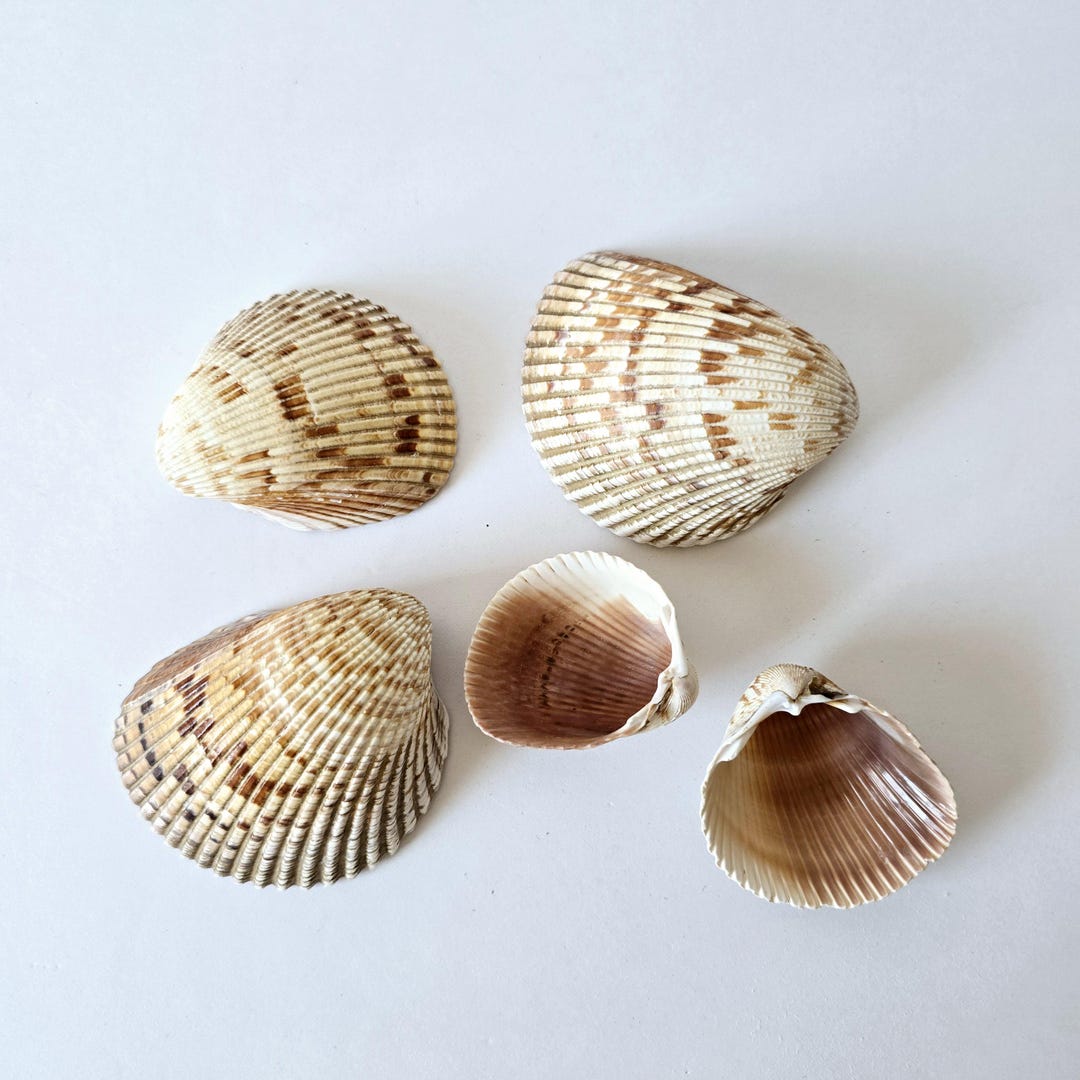 5 Giant Cockle Shells Natural Sea Shells - Etsy