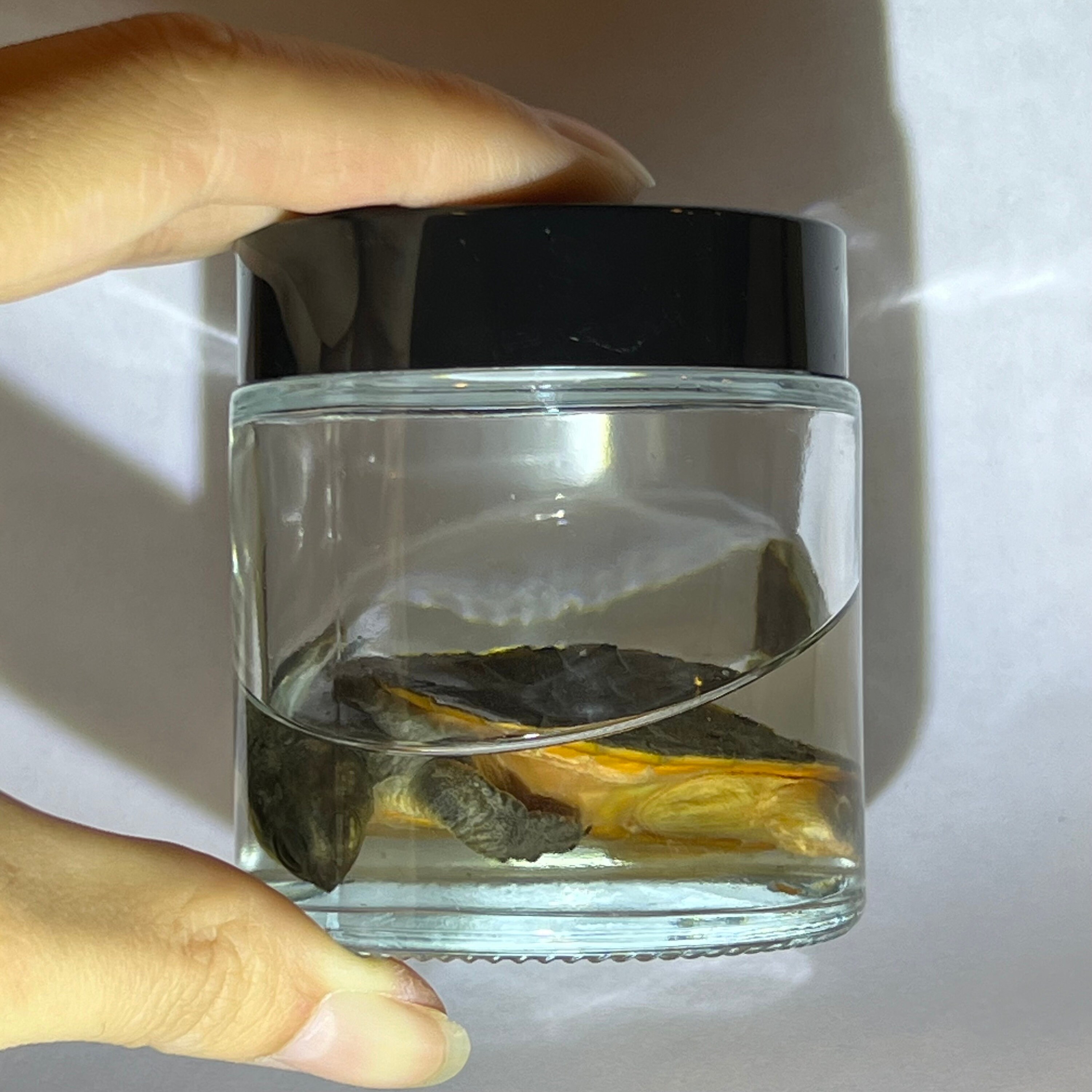 Pink Belly Snapping Turtle Wet Specimen - Etsy