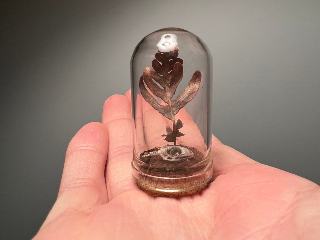 Viper Gecko Real Skull in a Dome Oddity Taxidermy - Etsy