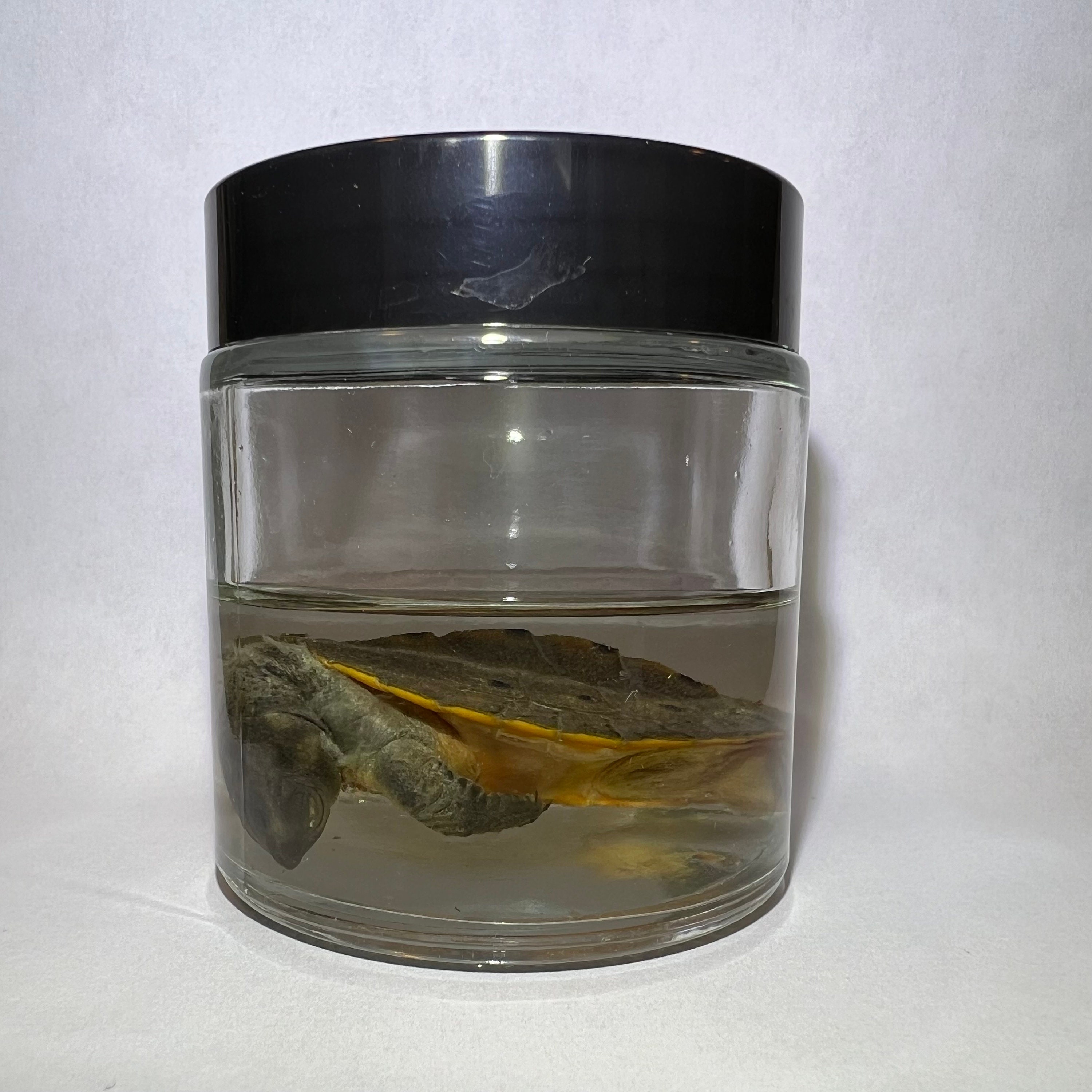 Pink Belly Snapping Turtle Wet Specimen - Etsy