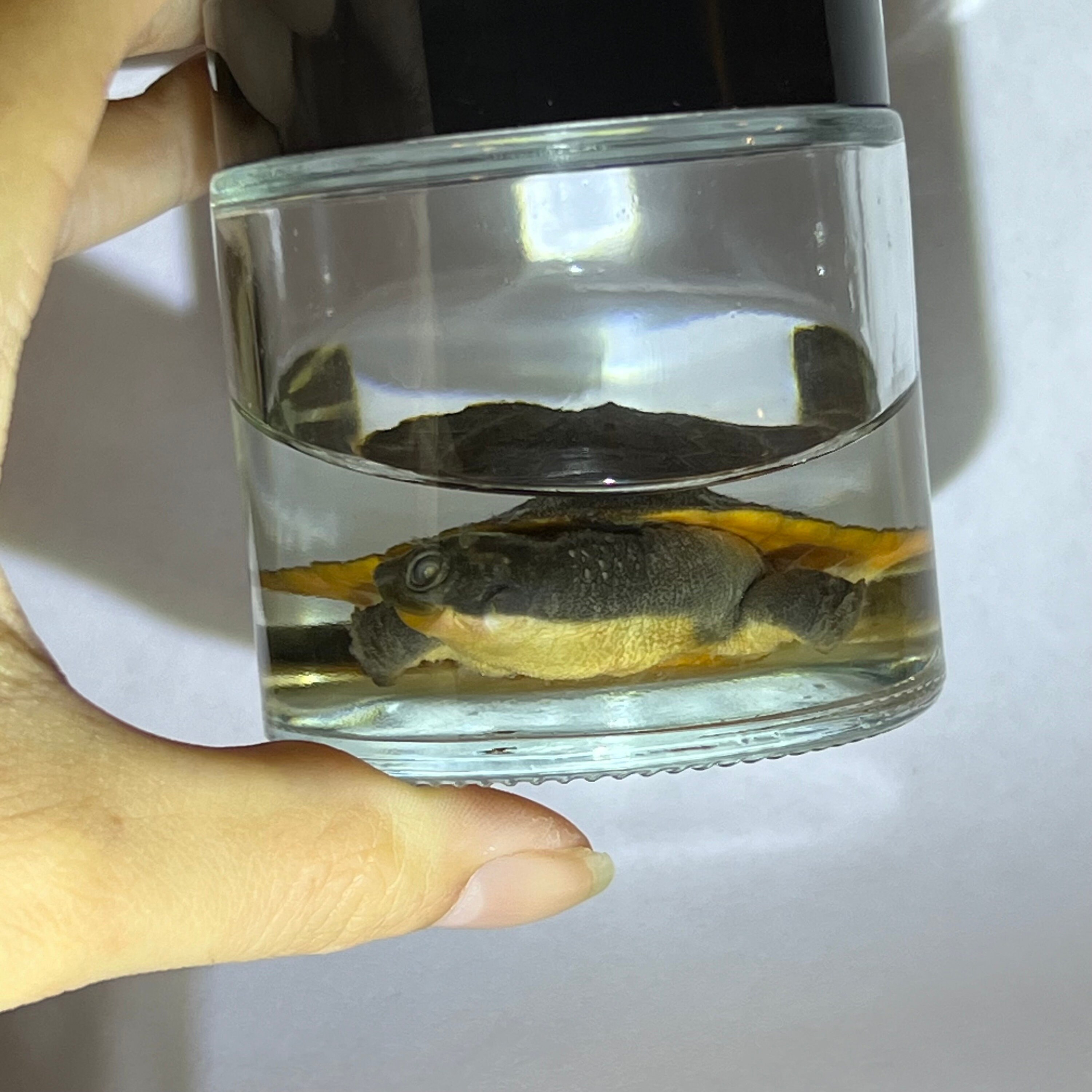 Pink Belly Snapping Turtle Wet Specimen - Etsy