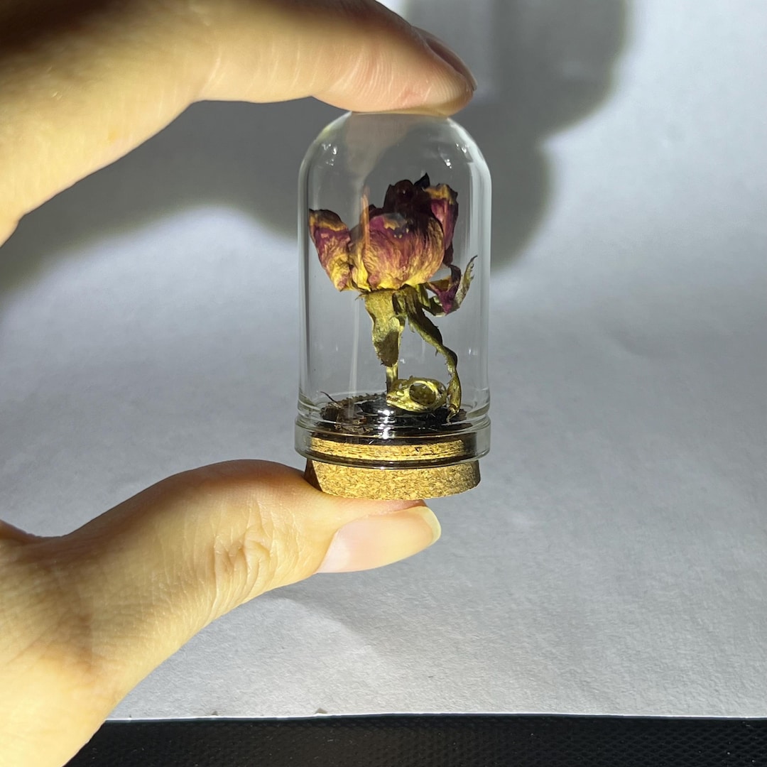 Mummified Chameleon in Glass Dome - Etsy