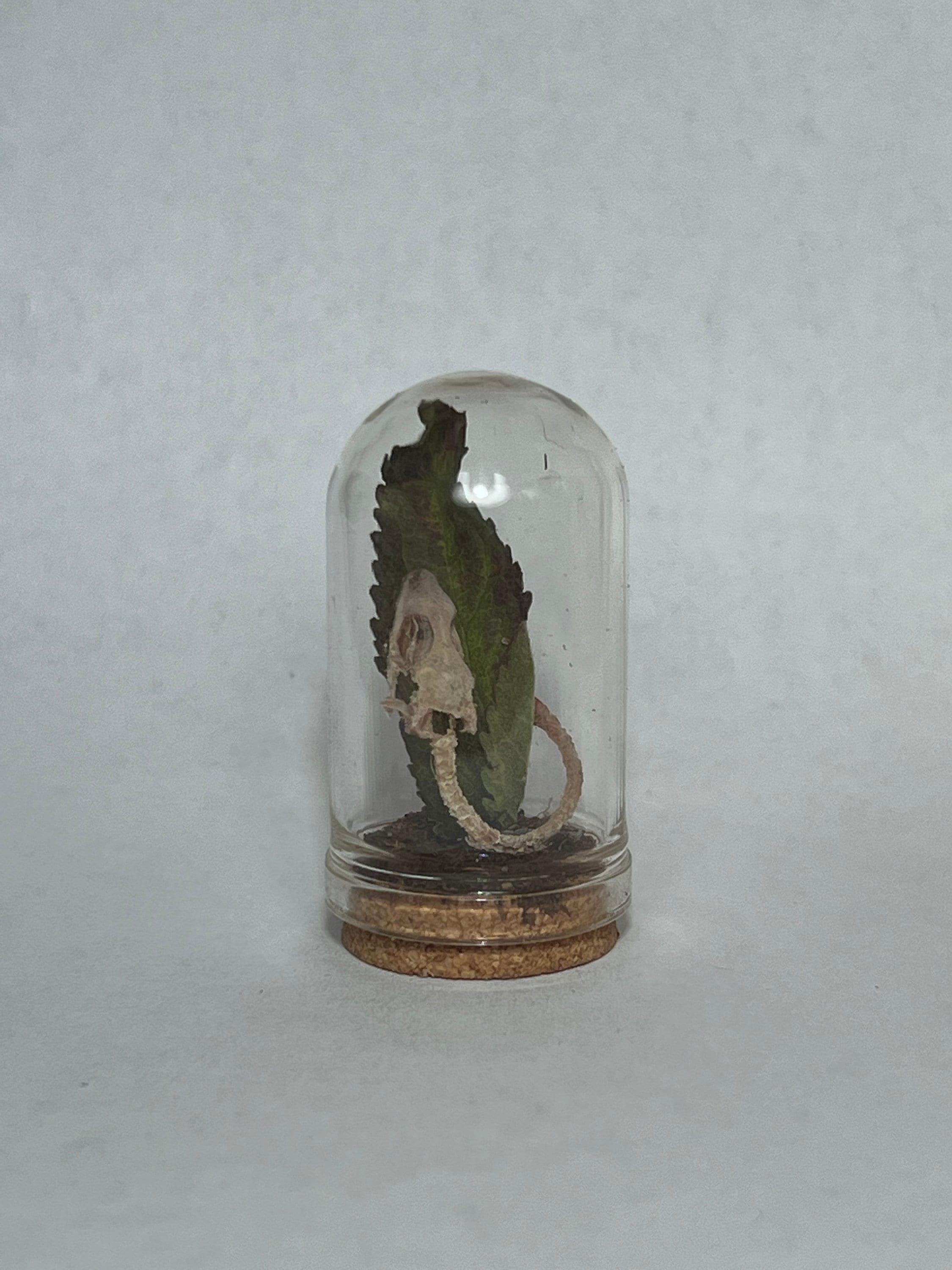 Leopard Gecko Skeleton in Glass Dome - Etsy