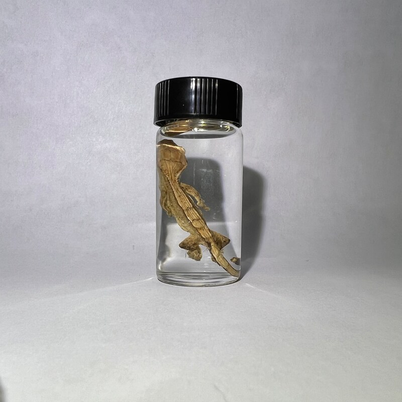Wet Specimens - Etsy