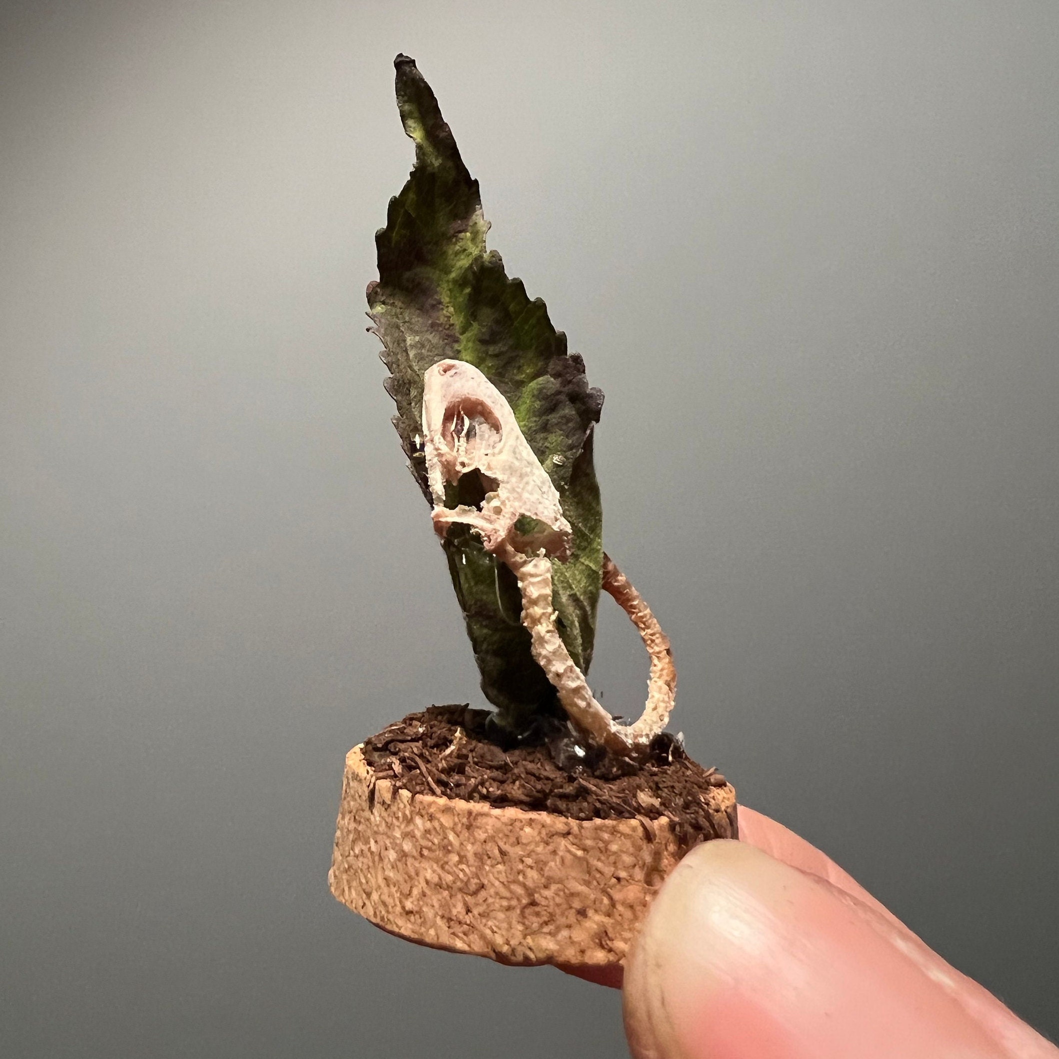 Leopard Gecko Skeleton in Glass Dome - Etsy