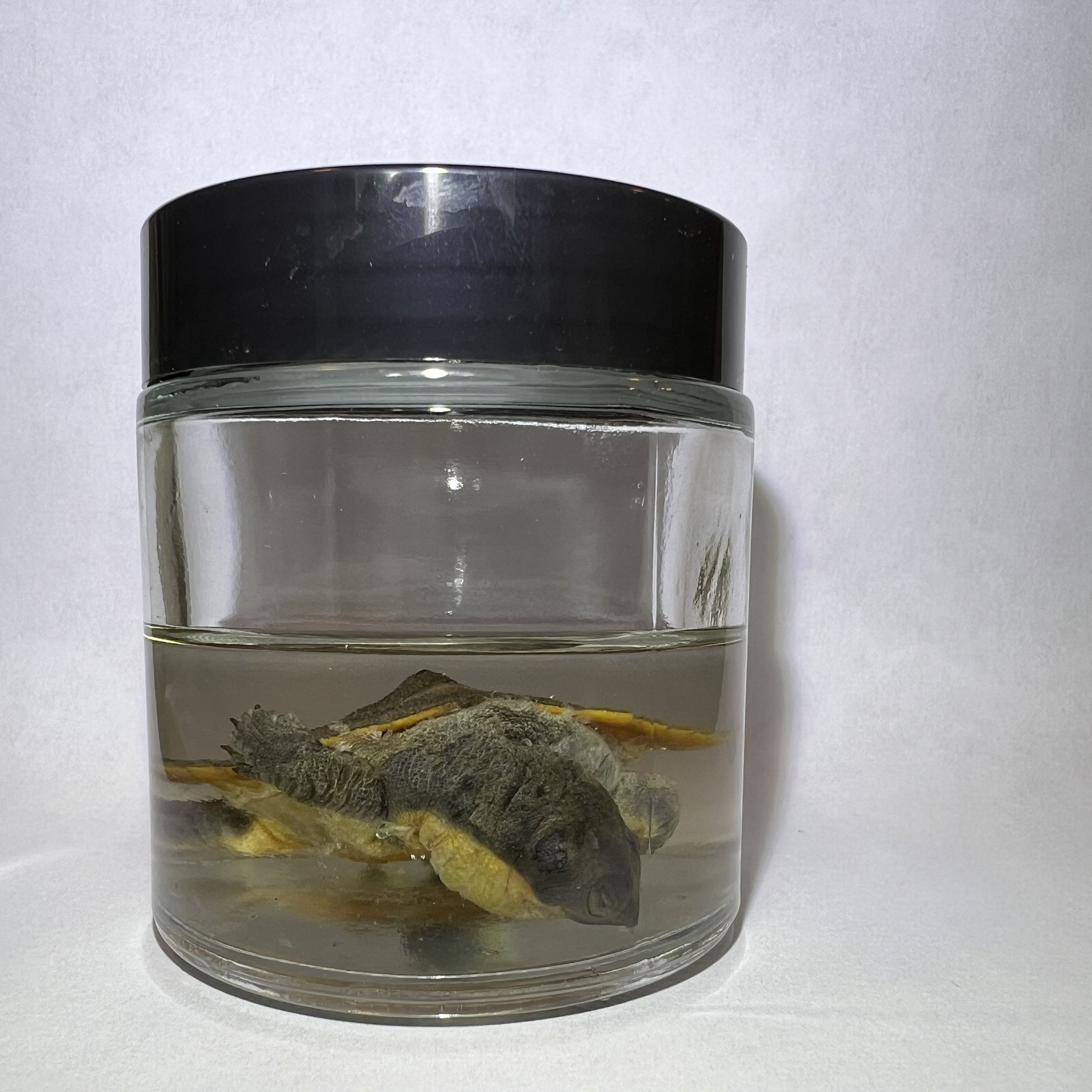 Pink Belly Snapping Turtle Wet Specimen - Etsy