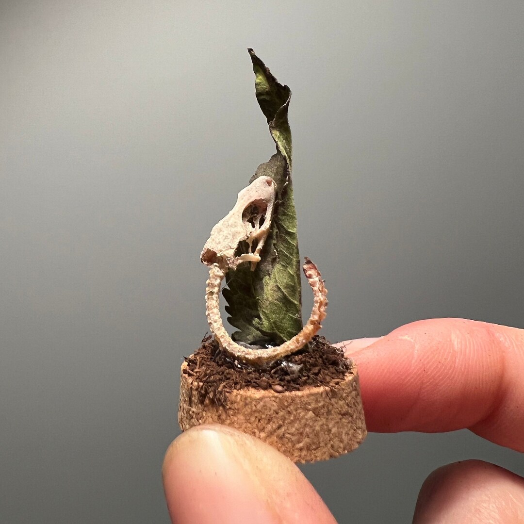 Leopard Gecko Skeleton in Glass Dome - Etsy