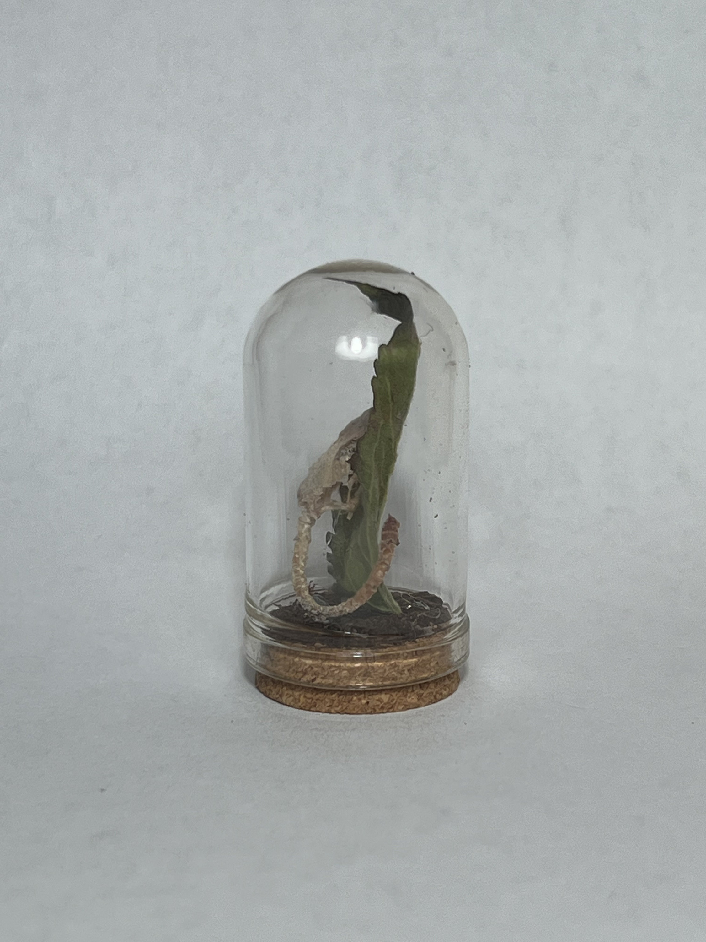 Leopard Gecko Skeleton in Glass Dome - Etsy