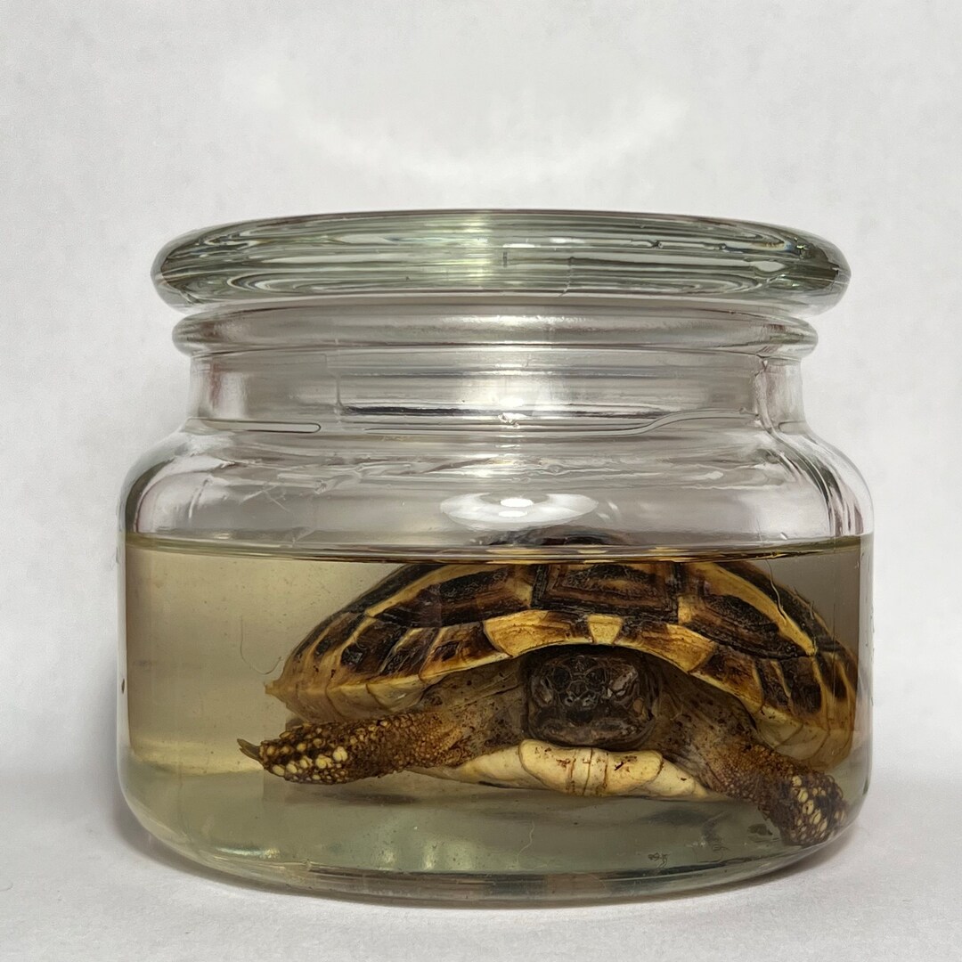 Eastern Hermann's Tortoise Wet Specimen - Etsy