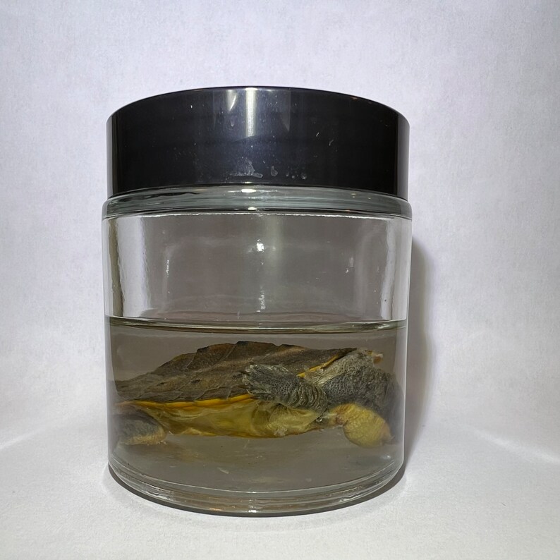 Pink Belly Snapping Turtle Wet Specimen - Etsy