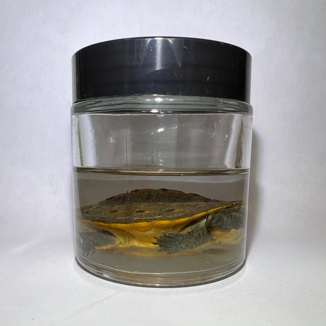 Pink Belly Snapping Turtle Wet Specimen - Etsy
