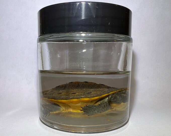 Pink Belly Snapping Turtle Wet Specimen - Etsy