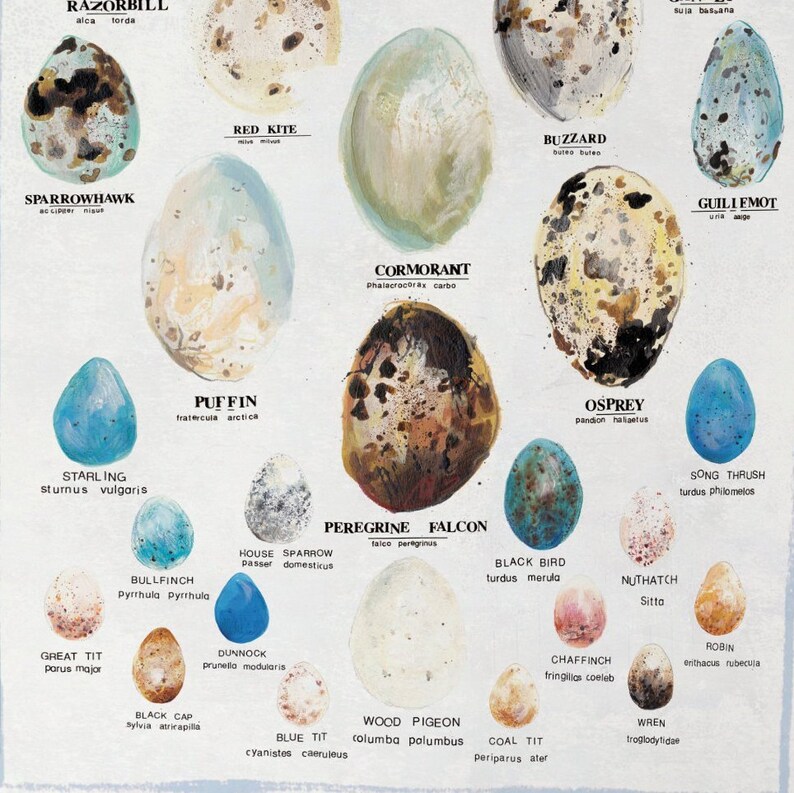 Bird Egg Collection Digital Wall Art Print | Etsy