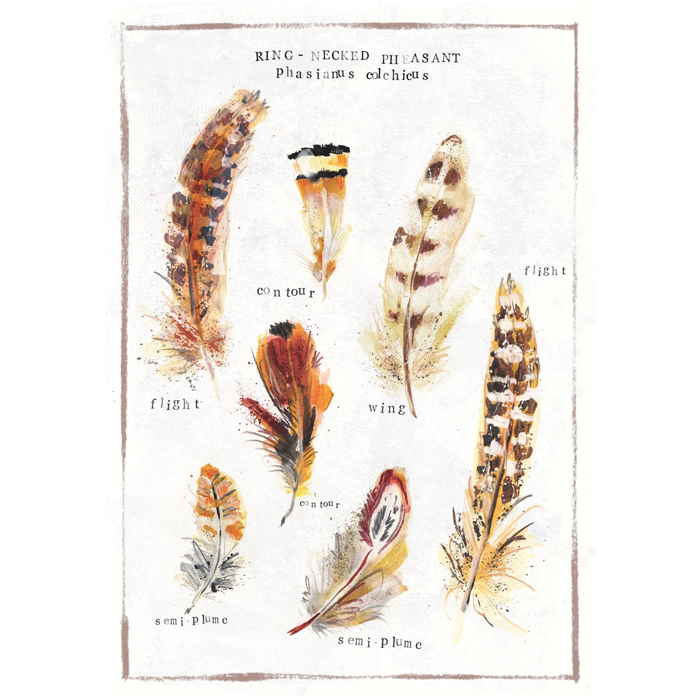 Pheasant Feathers Wildlife Wall Art Print | Etsy