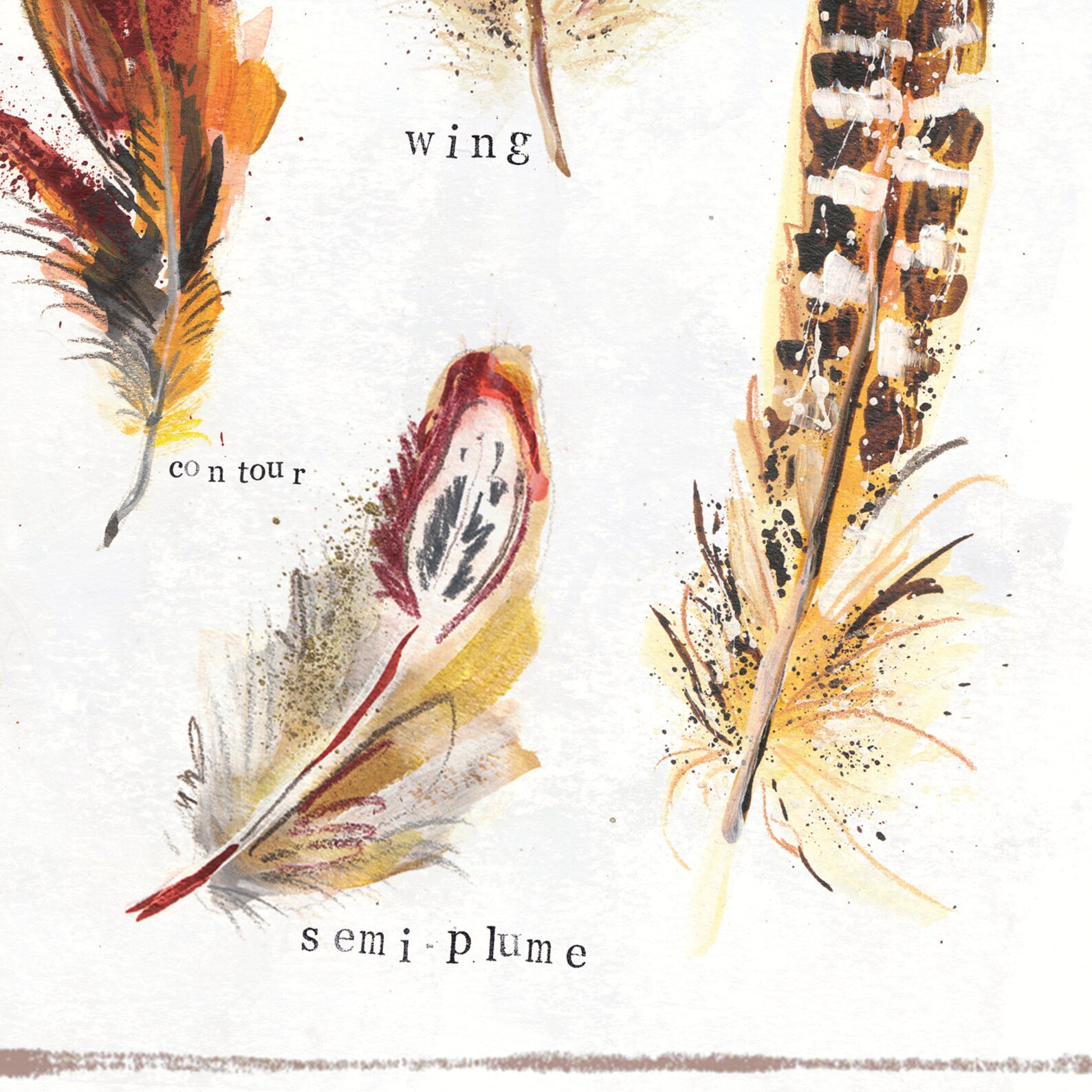 Pheasant Feathers Wildlife Wall Art Print | Etsy