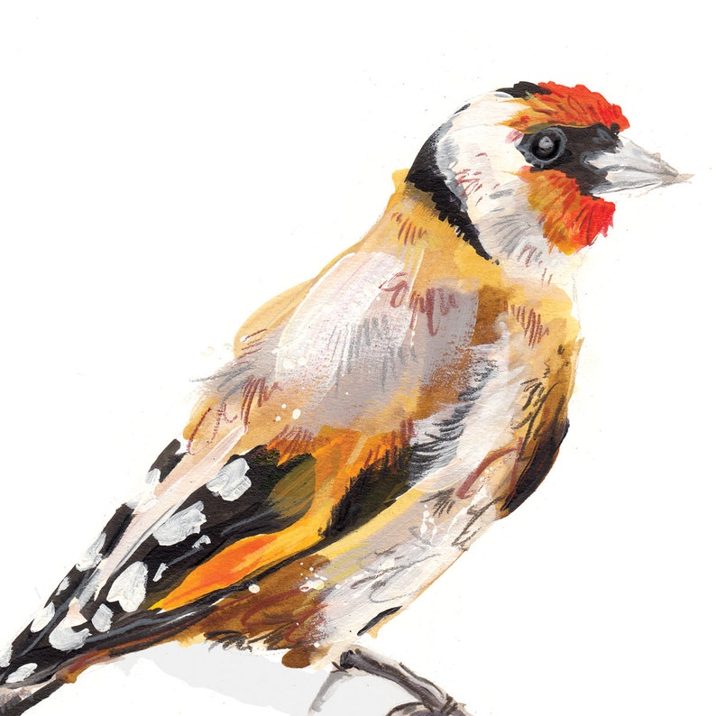 British Garden Birds Collection Art Print - Etsy UK