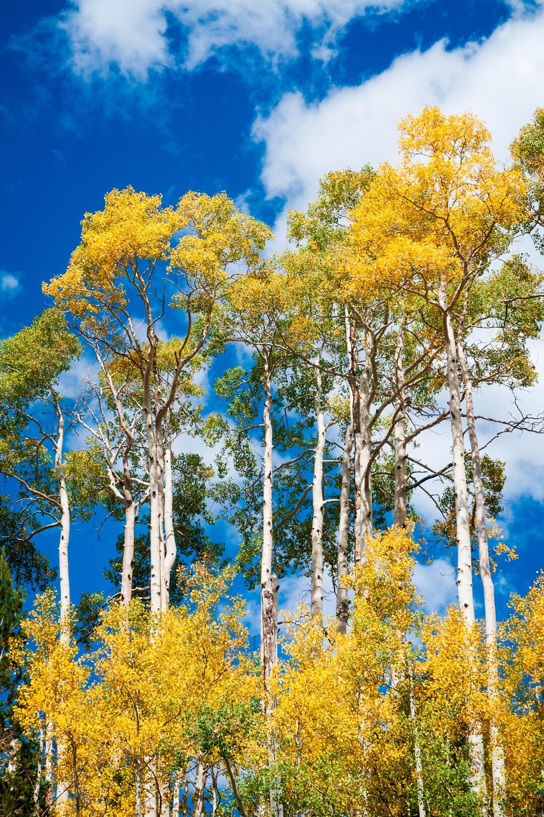 Aspen Treeline – Golden Fall Foliage at Cedar Breaks National Monument ...