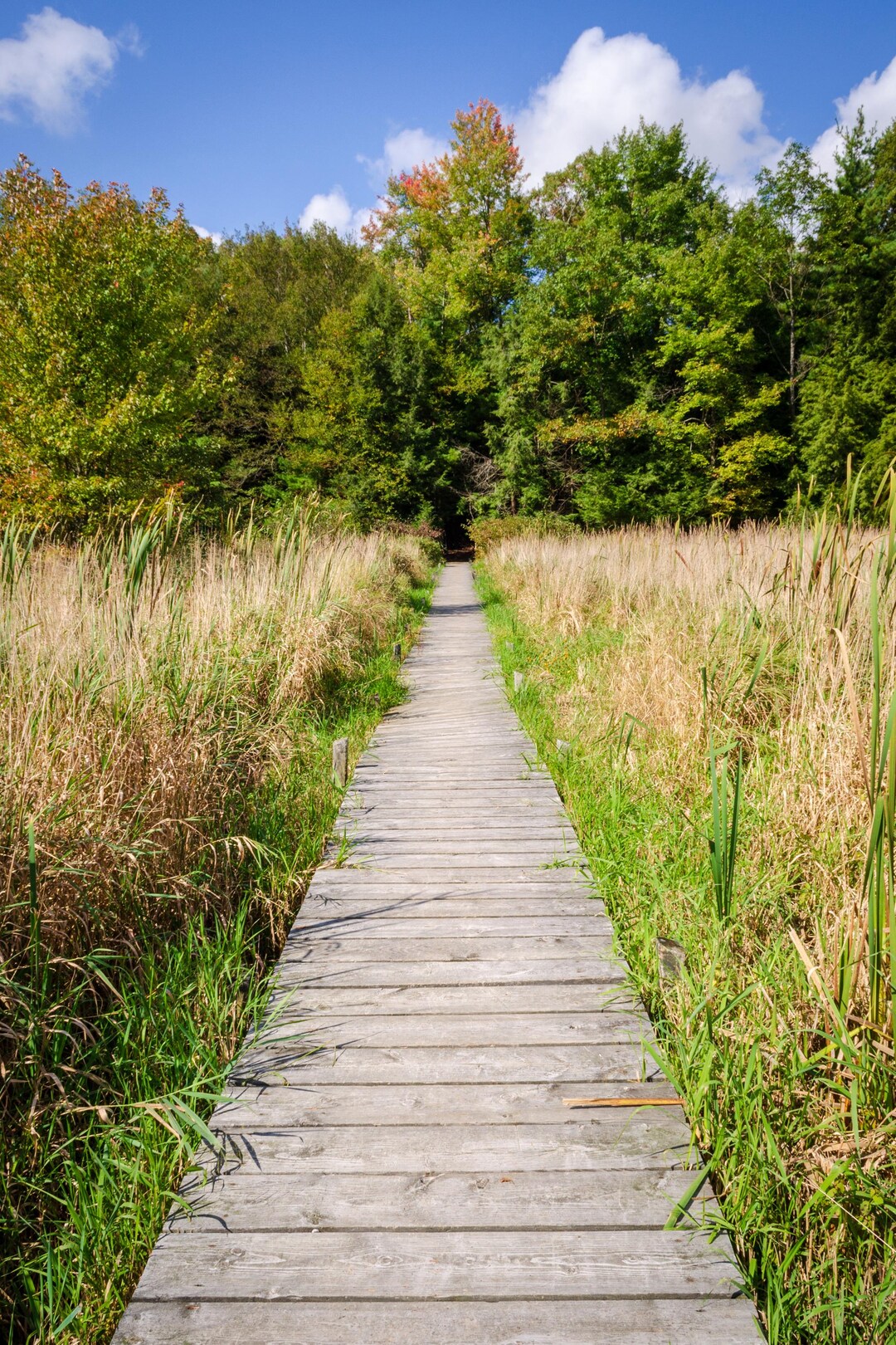 Jamestown Audubon Sanctuary Boardwalk - Nature Trail in Western New ...