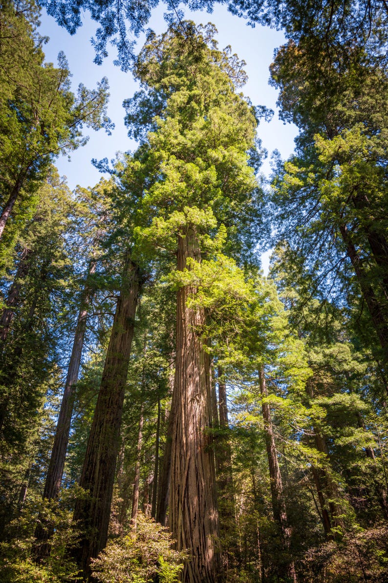Towering Redwoods, Redwood National Park - Fine Art Print - Etsy