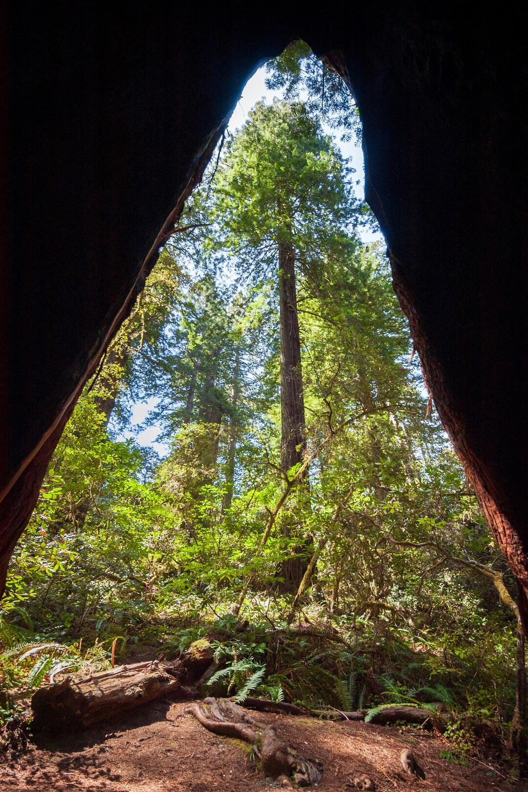 Towering Redwoods at Redwood National Park – Majestic Forest ...
