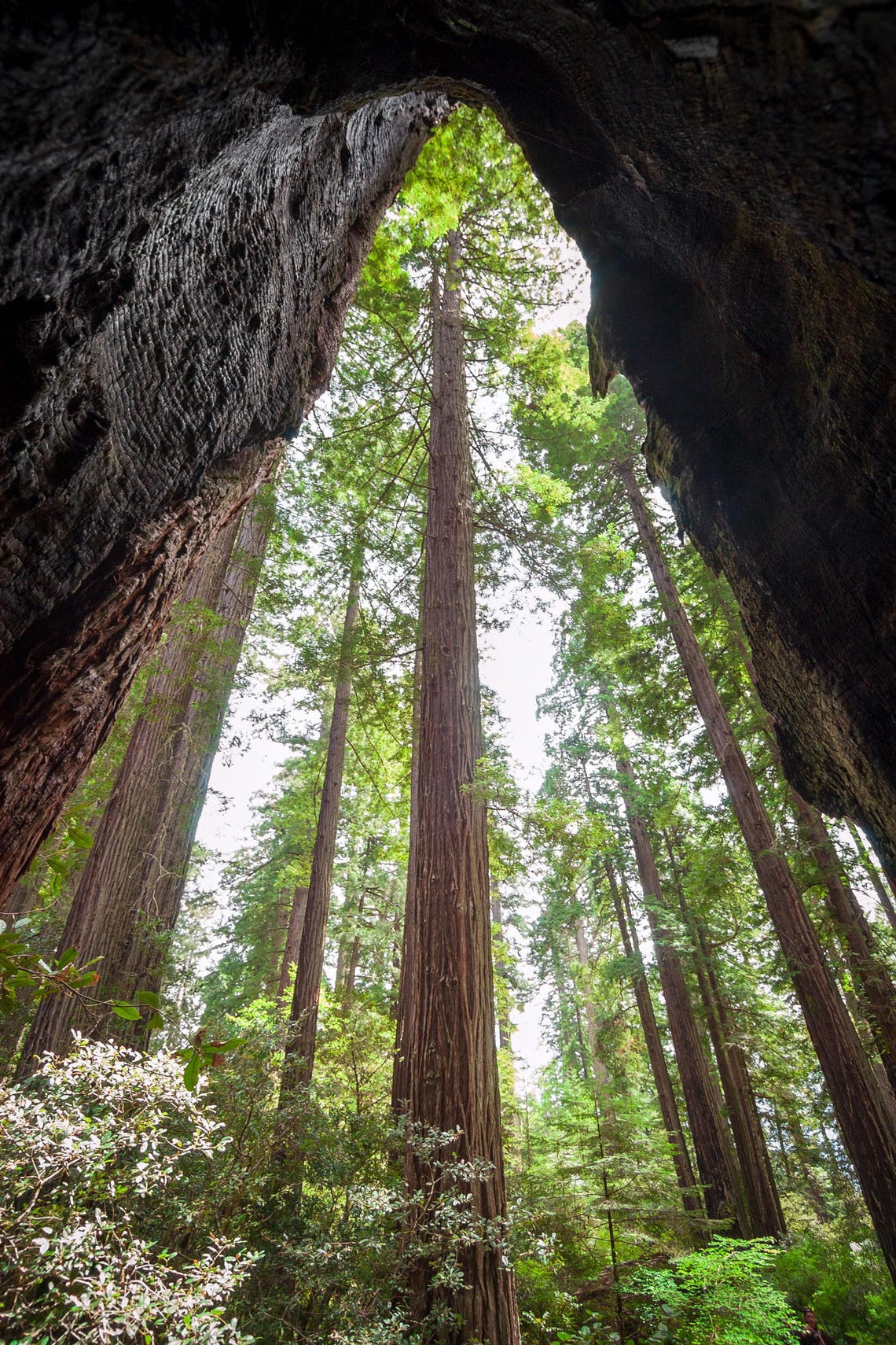 Towering Redwoods at Redwood National Park – Majestic Forest ...