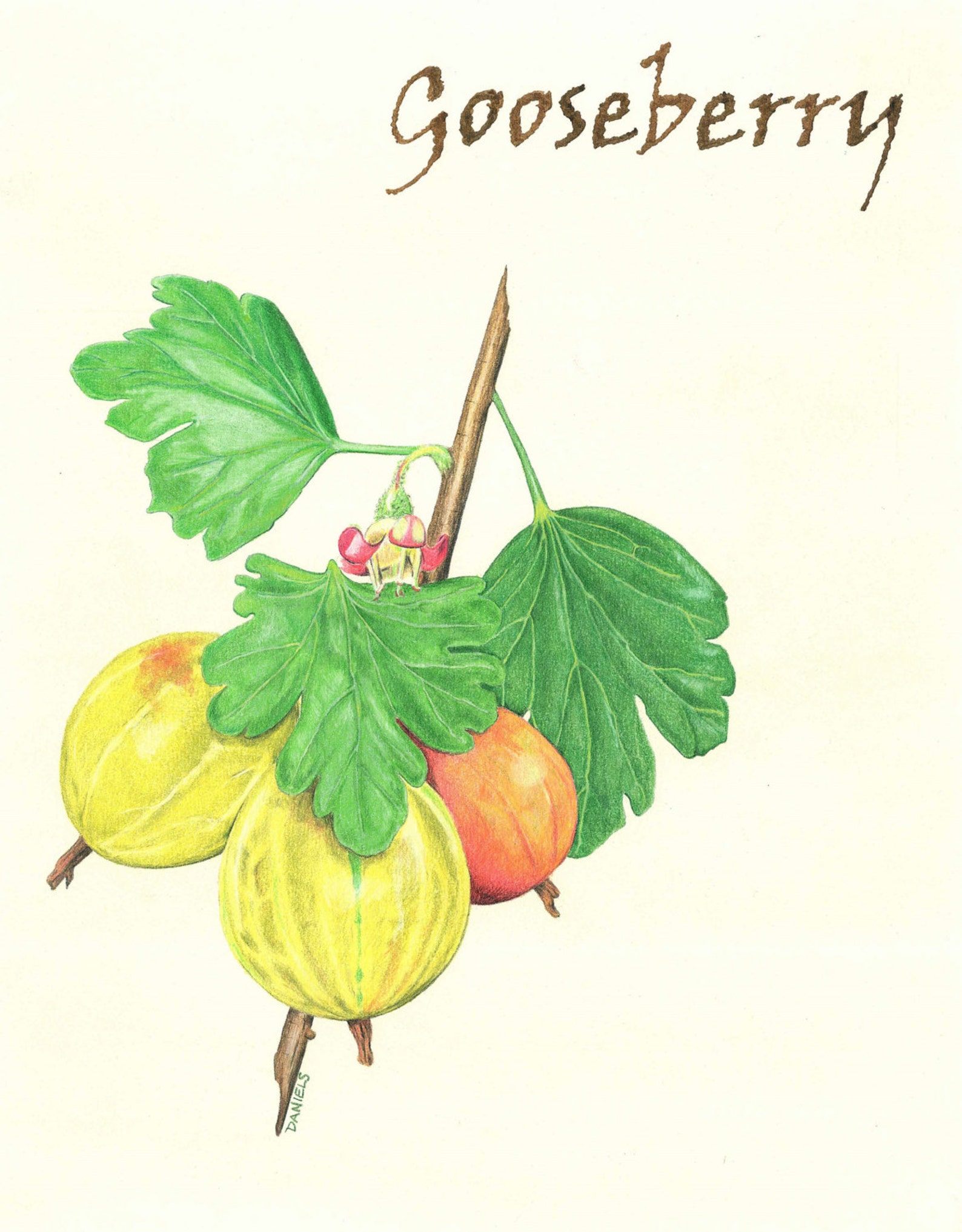 Gooseberry Print, Kitchen Art, Greenery Print, Gooseberry, Fruit Art - Etsy